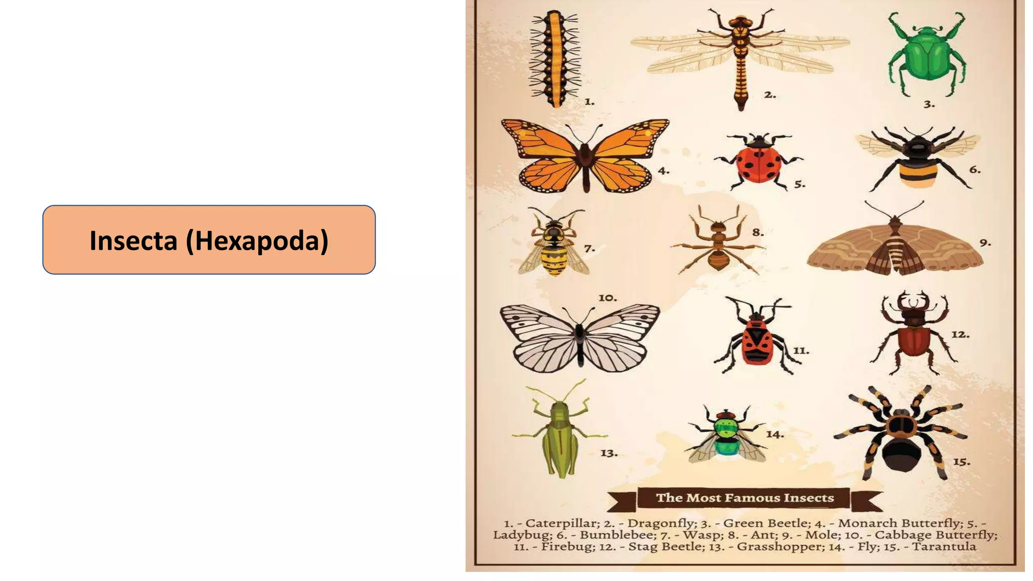 Introduction to entomology | PPTX