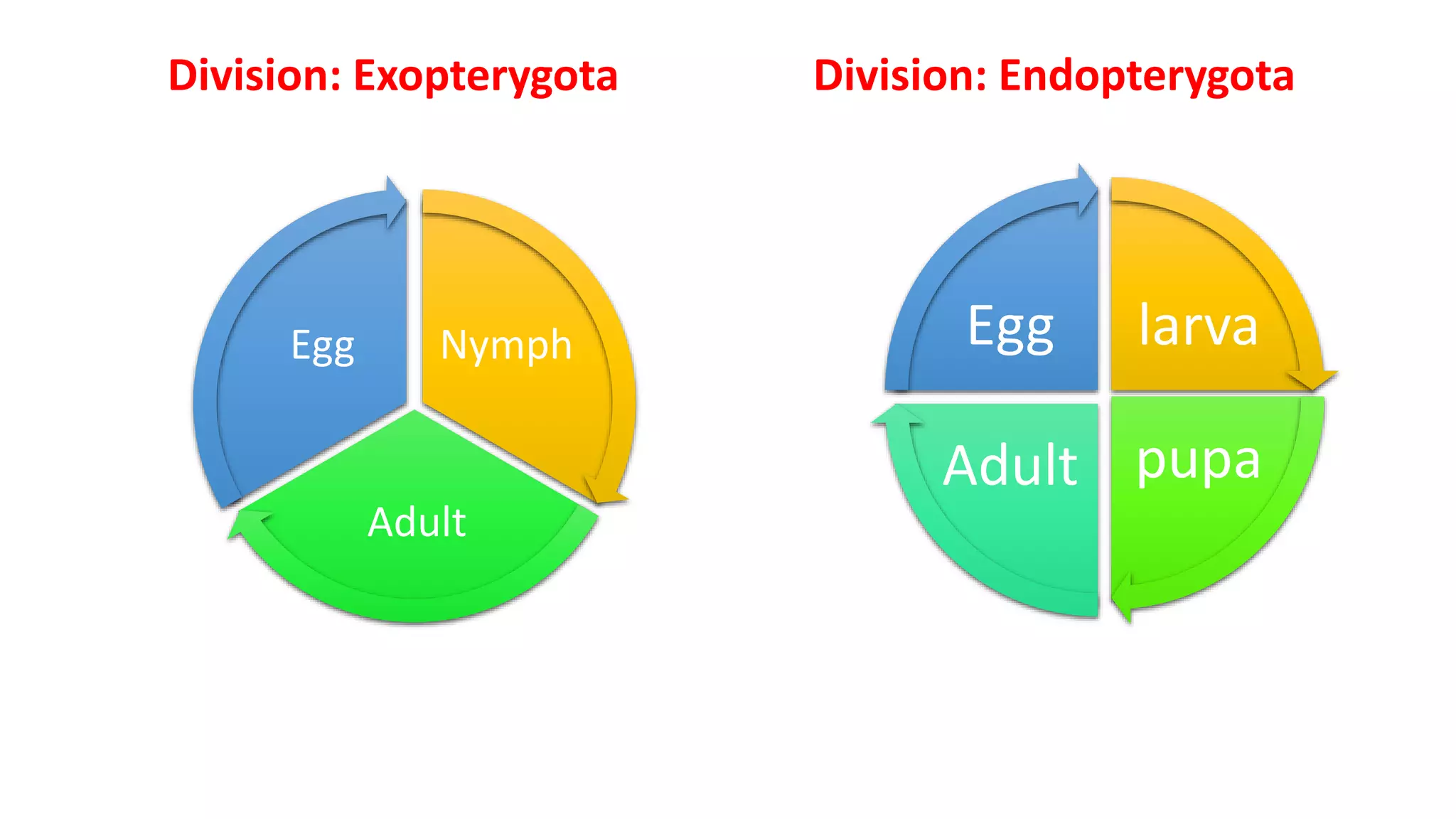 Introduction to entomology | PPTX