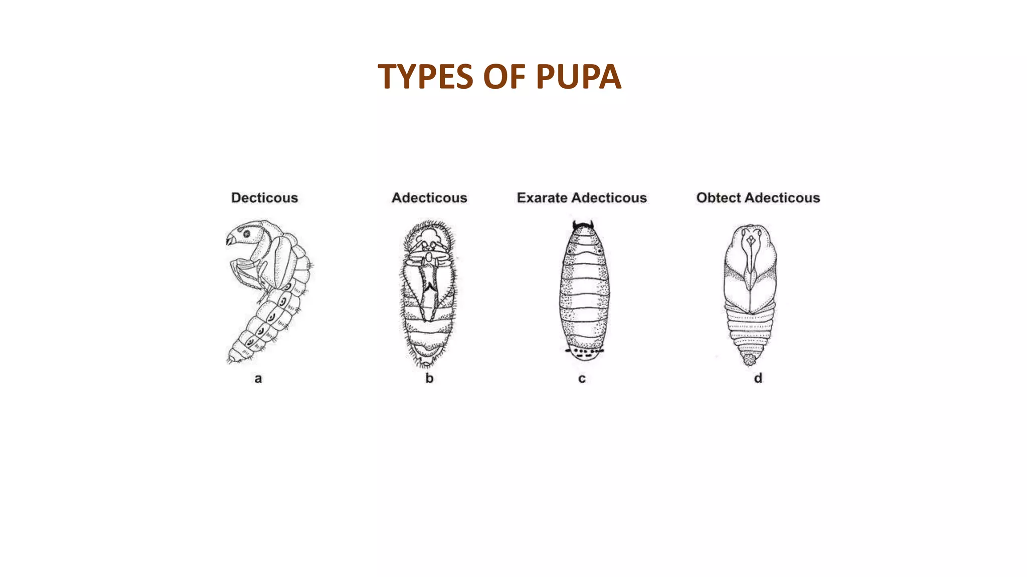 Introduction to entomology | PPTX