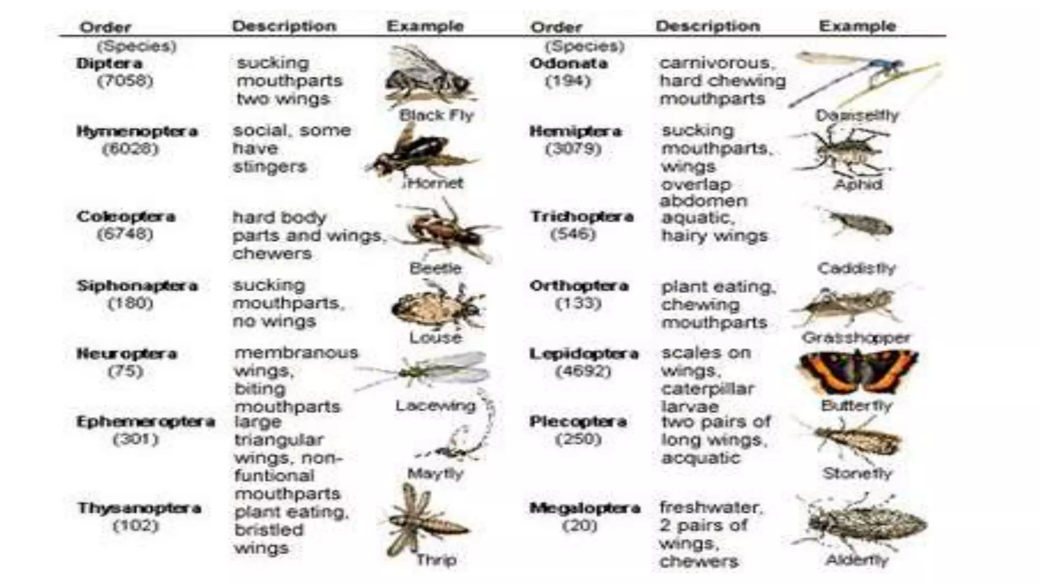 Introduction to entomology | PPTX