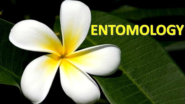 Introduction to entomology | PPTX | Biological Sciences | Science