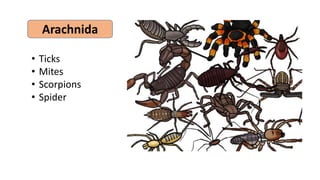 Introduction to entomology | PPTX