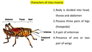 Introduction to entomology | PPTX