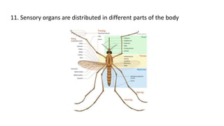 Introduction to entomology | PPTX