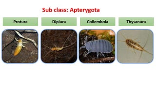 Introduction to entomology | PPTX