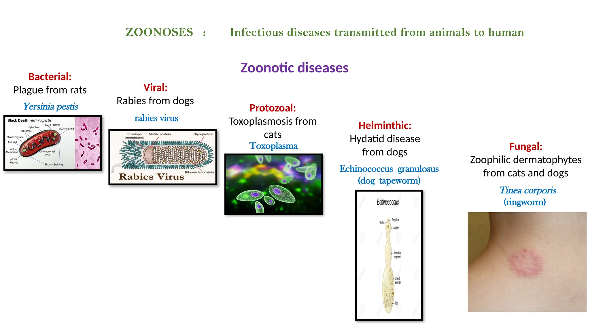 Infection- Classification, Types, Diagnosis, Features | PPTX ...