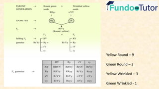 Class 10 mendel's experiment - khushali thacker | PDF