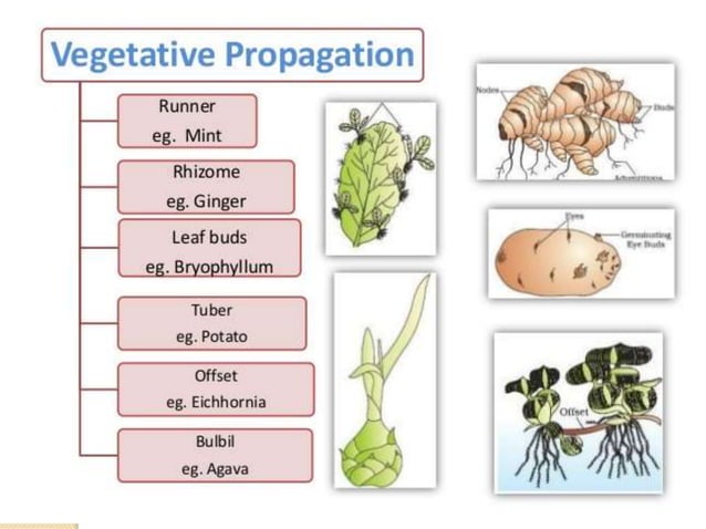 Class 10 - Reproduction.pptx