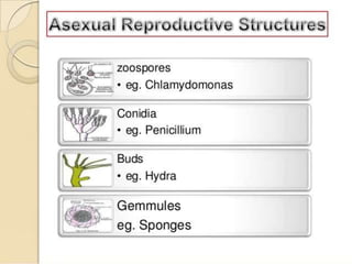 Class 10 - Reproduction.pptx
