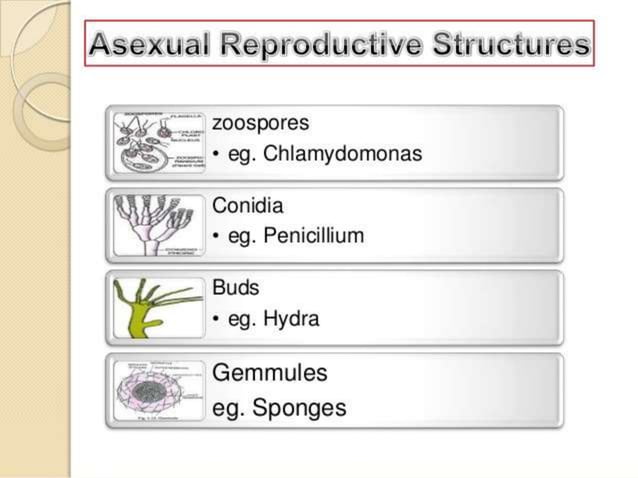 Class 10 - Reproduction.pptx
