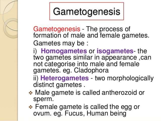 Class 10 - Reproduction.pptx