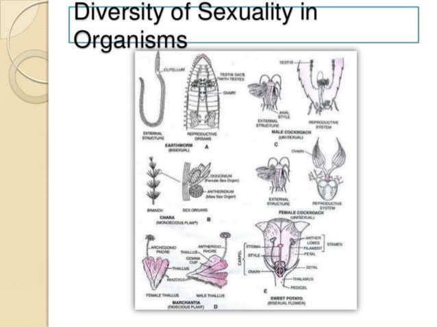 Class 10 - Reproduction.pptx
