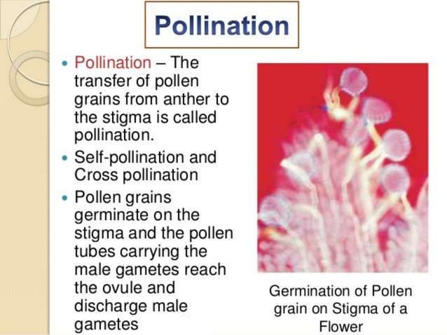 Class 10 - Reproduction.pptx