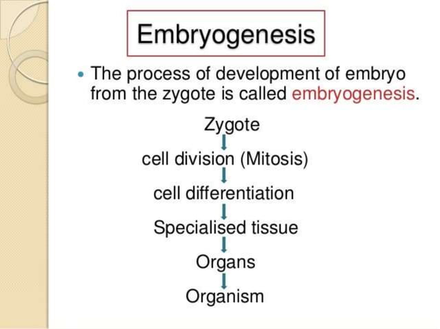 Class 10 - Reproduction.pptx