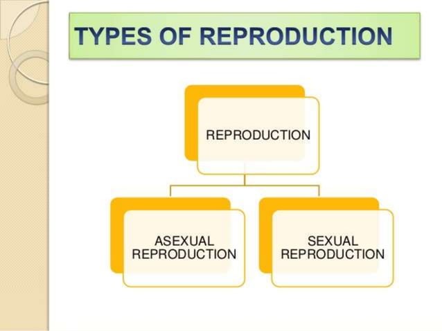 Class 10 - Reproduction.pptx