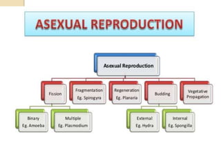 Class 10 - Reproduction.pptx