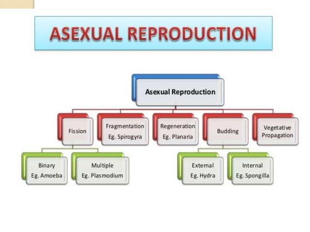 Class 10 - Reproduction.pptx