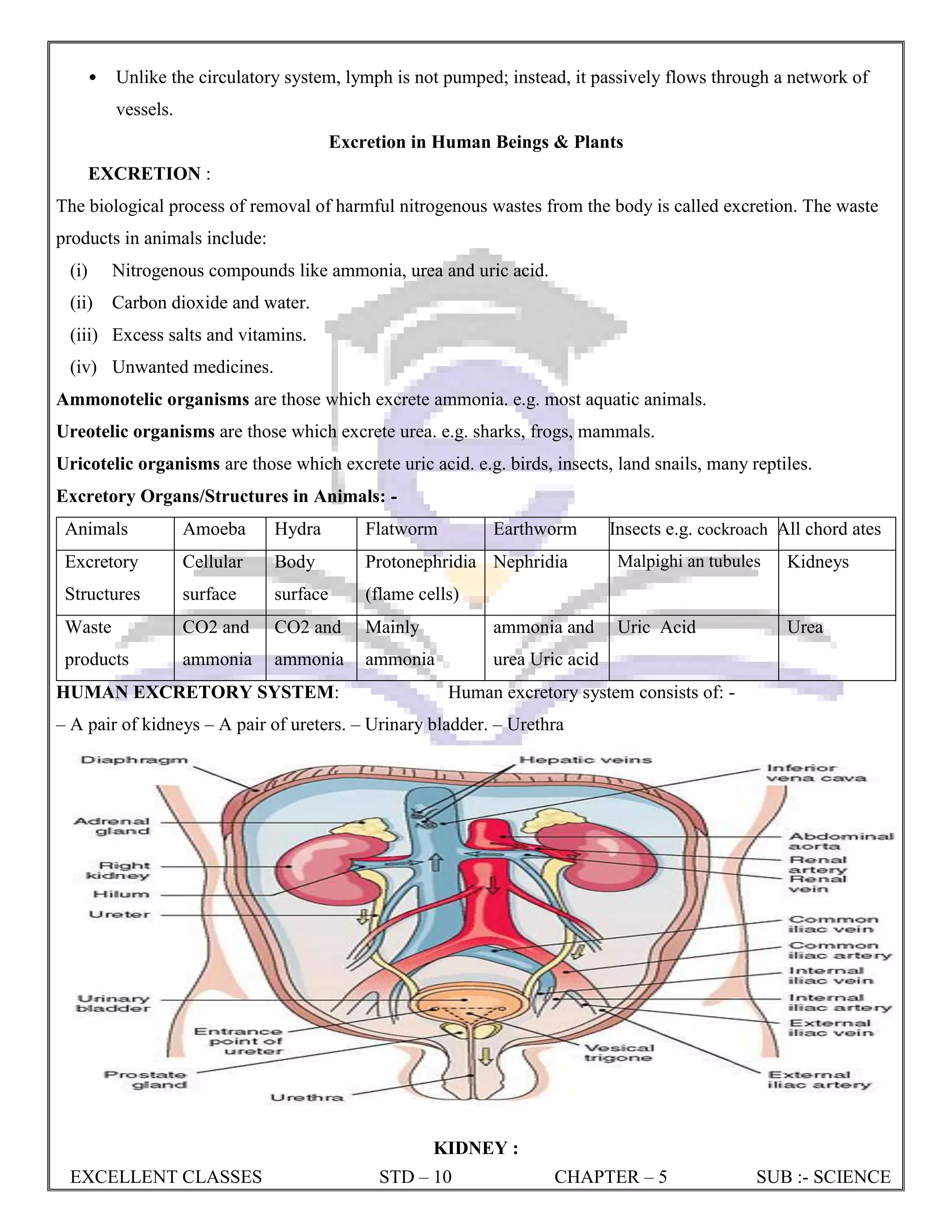 CLASS 10 CH 5 Human Circulatory & Excretory System NOTES EX.pdf