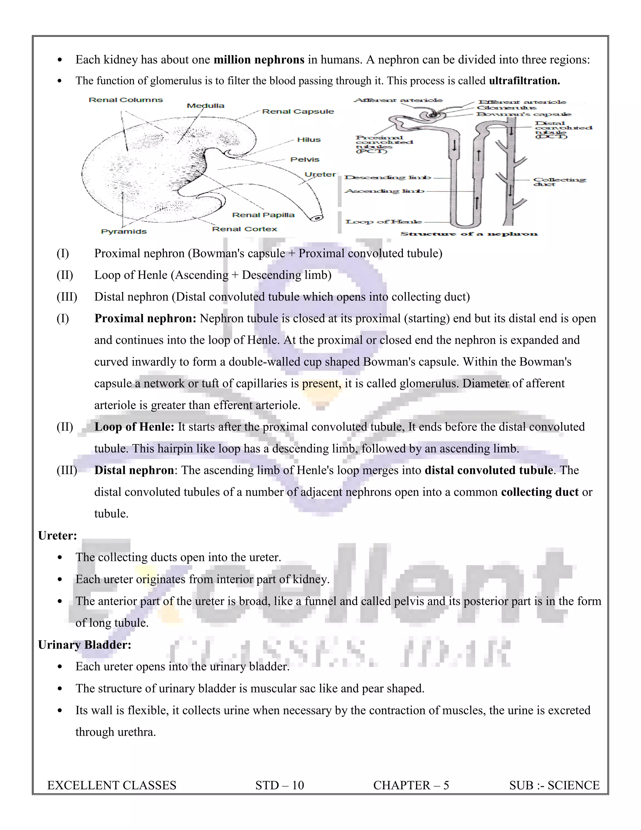 CLASS 10 CH 5 Human Circulatory & Excretory System NOTES EX.pdf