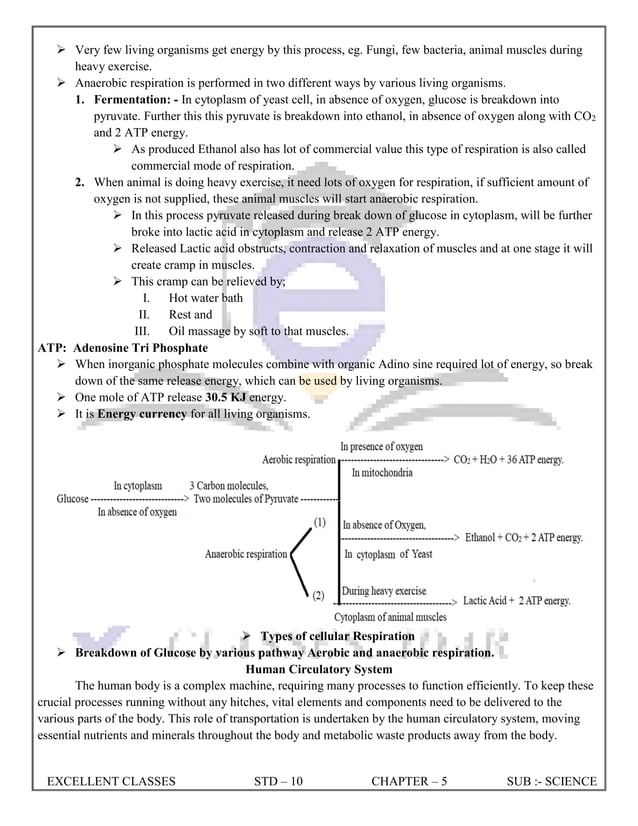 CLASS 10 CH 5 LIFE PROCESSES NOTES EX.pdf