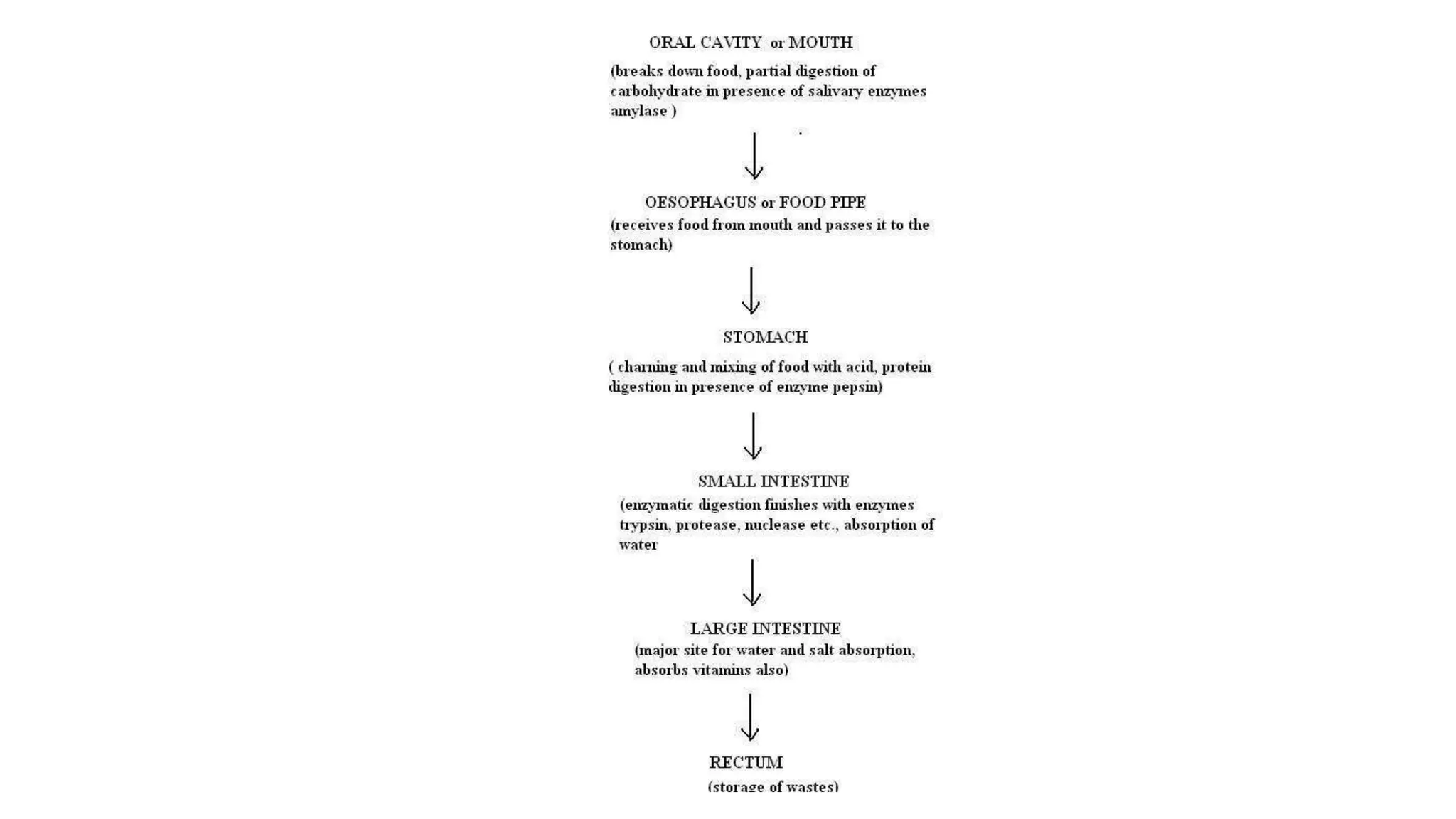 Class 10 Digestive system | PPTX