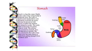Class 10 Digestive system | PPTX