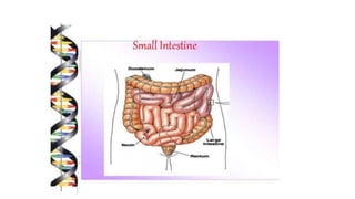 Class 10 Digestive system | PPTX