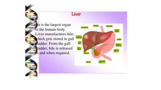 Class 10 Digestive system | PPTX