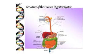 Class 10 Digestive system | PPTX