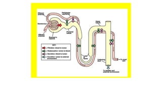 Class 10 Excretion | PPTX