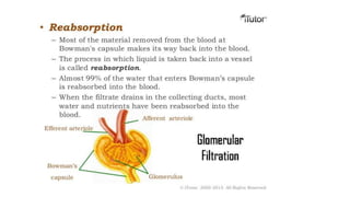 Class 10 Excretion | PPTX