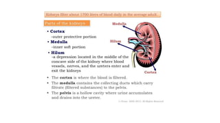 Class 10 Excretion | PPT