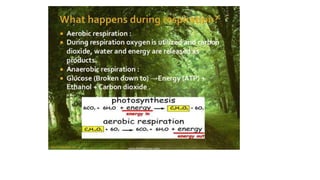 Class 10 Respiration in Human | PPTX