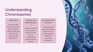 Class 10 Structure of Chromosomes for Teaching | PPTX