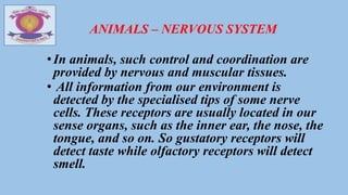 Class 10th Chapter 7 CONTROL AND COORDINATION.pptx