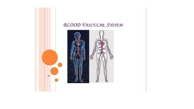 Class 10 Transportation | PPTX