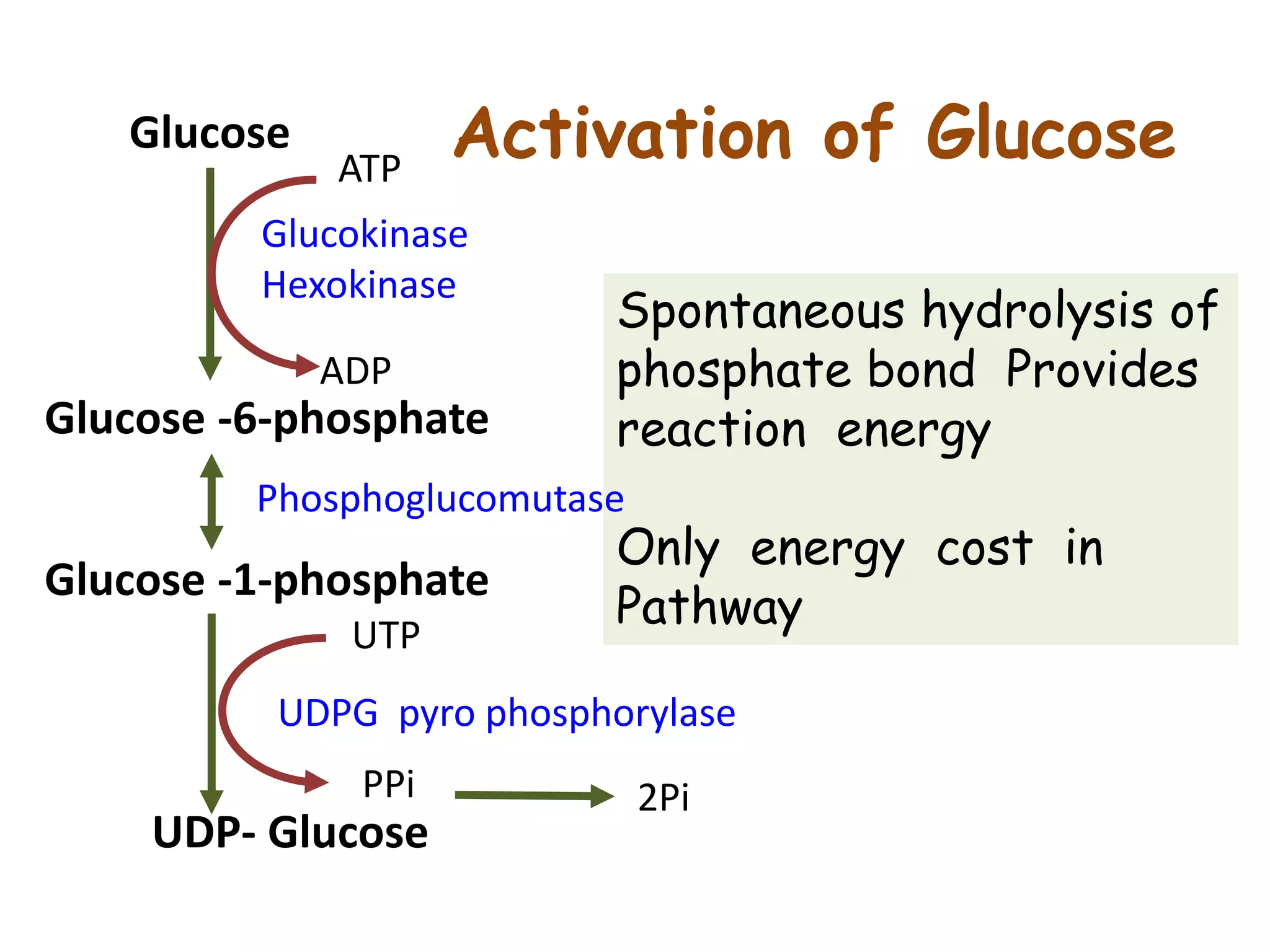 Class 10 uronic acid pathway | PPTX