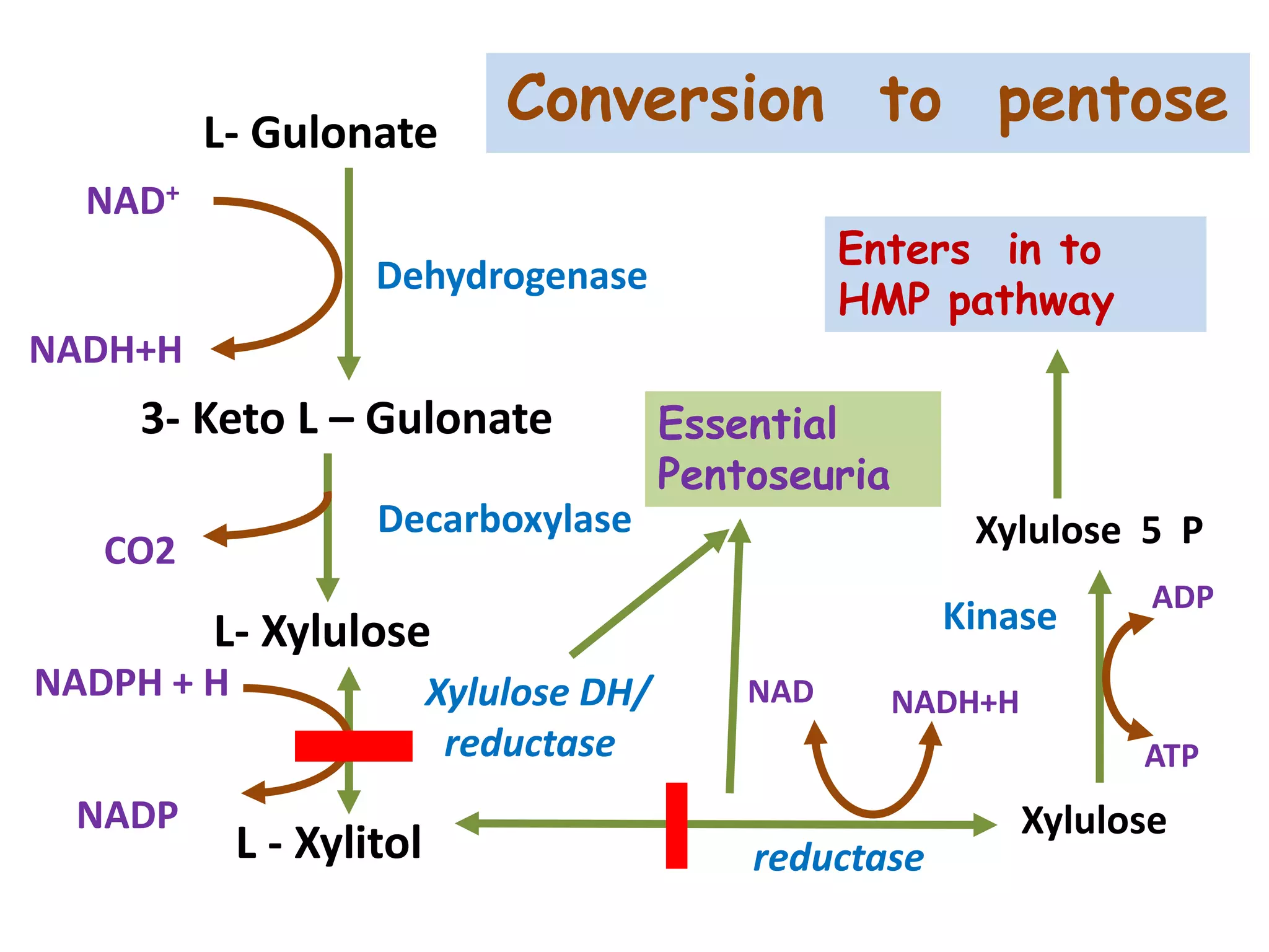 Class 10 uronic acid pathway | PPTX