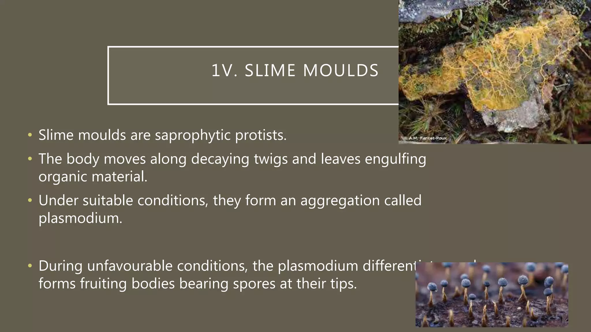 CLASS 11. 2. BIOLOGICAL CLASSIFICATION.pptx