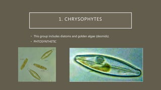 CLASS 11. 2. BIOLOGICAL CLASSIFICATION.pptx