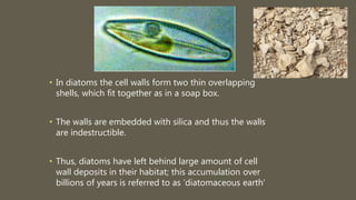 CLASS 11. 2. BIOLOGICAL CLASSIFICATION.pptx