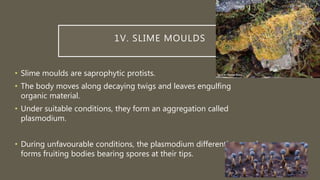 CLASS 11. 2. BIOLOGICAL CLASSIFICATION.pptx