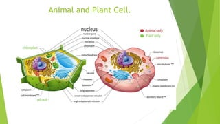Cell- the unit of life (Introduction) | PPT