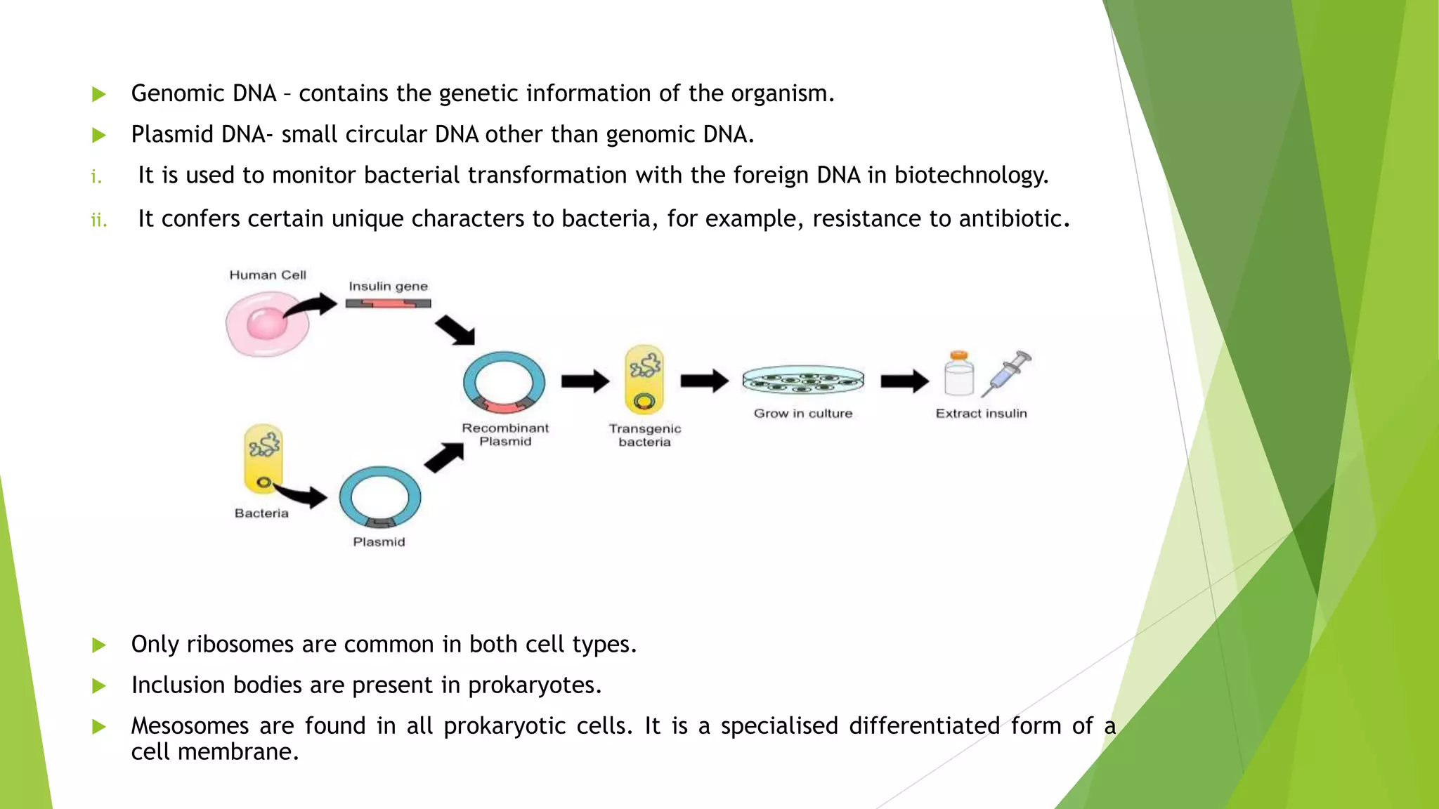 THE PROKARYOTIC CELL | PPTX