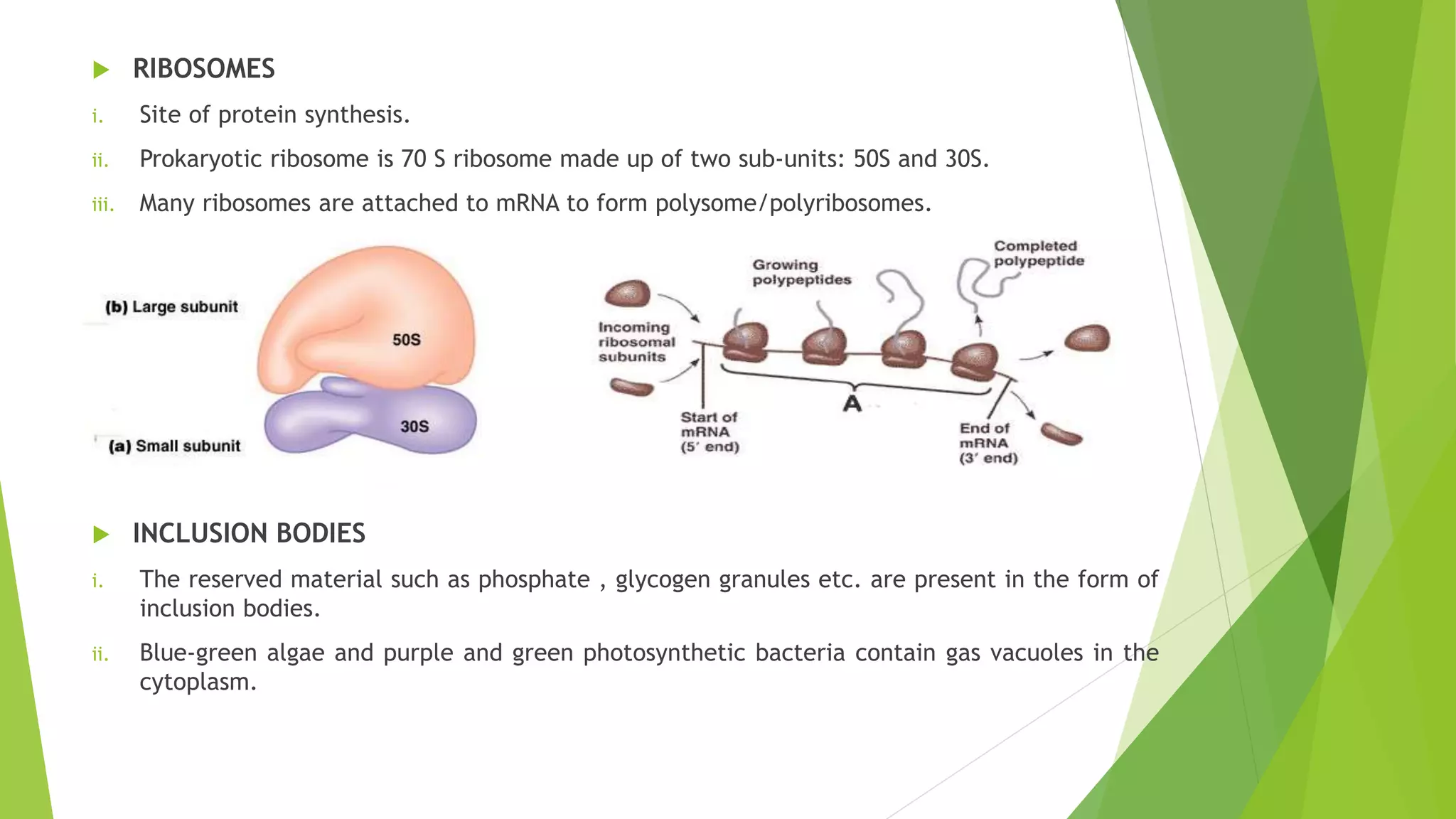 THE PROKARYOTIC CELL | PPTX