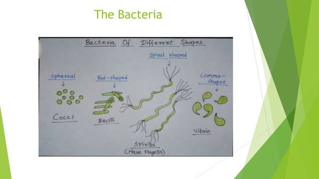 THE PROKARYOTIC CELL | PPTX