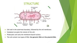 THE PROKARYOTIC CELL | PPTX