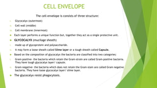 THE PROKARYOTIC CELL | PPTX