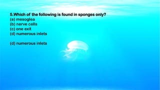 Class11 Biology Animal Kingdom Session 2 | PDF