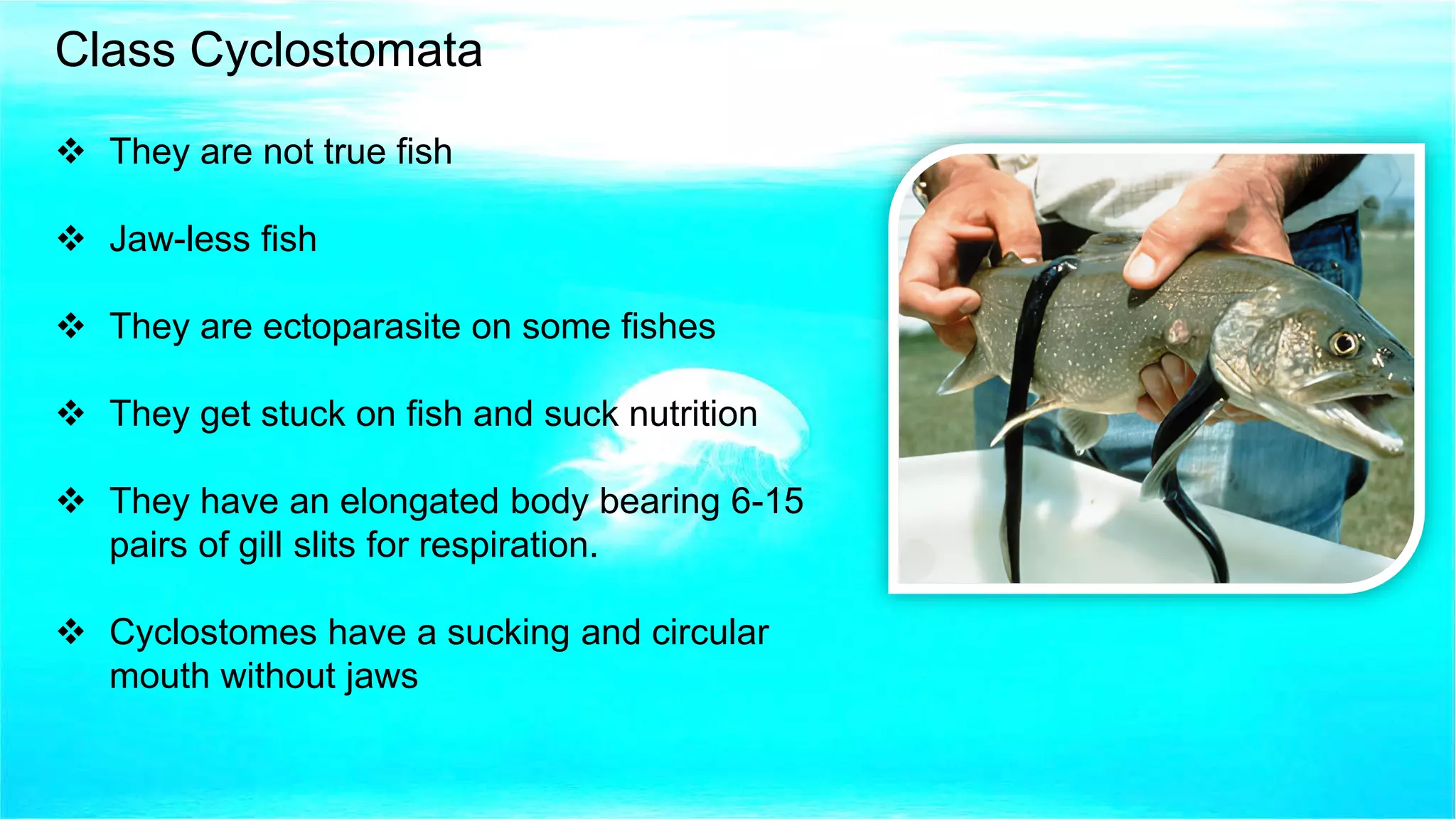 Class11 Biology Animal Kingdom Session 3 | PDF